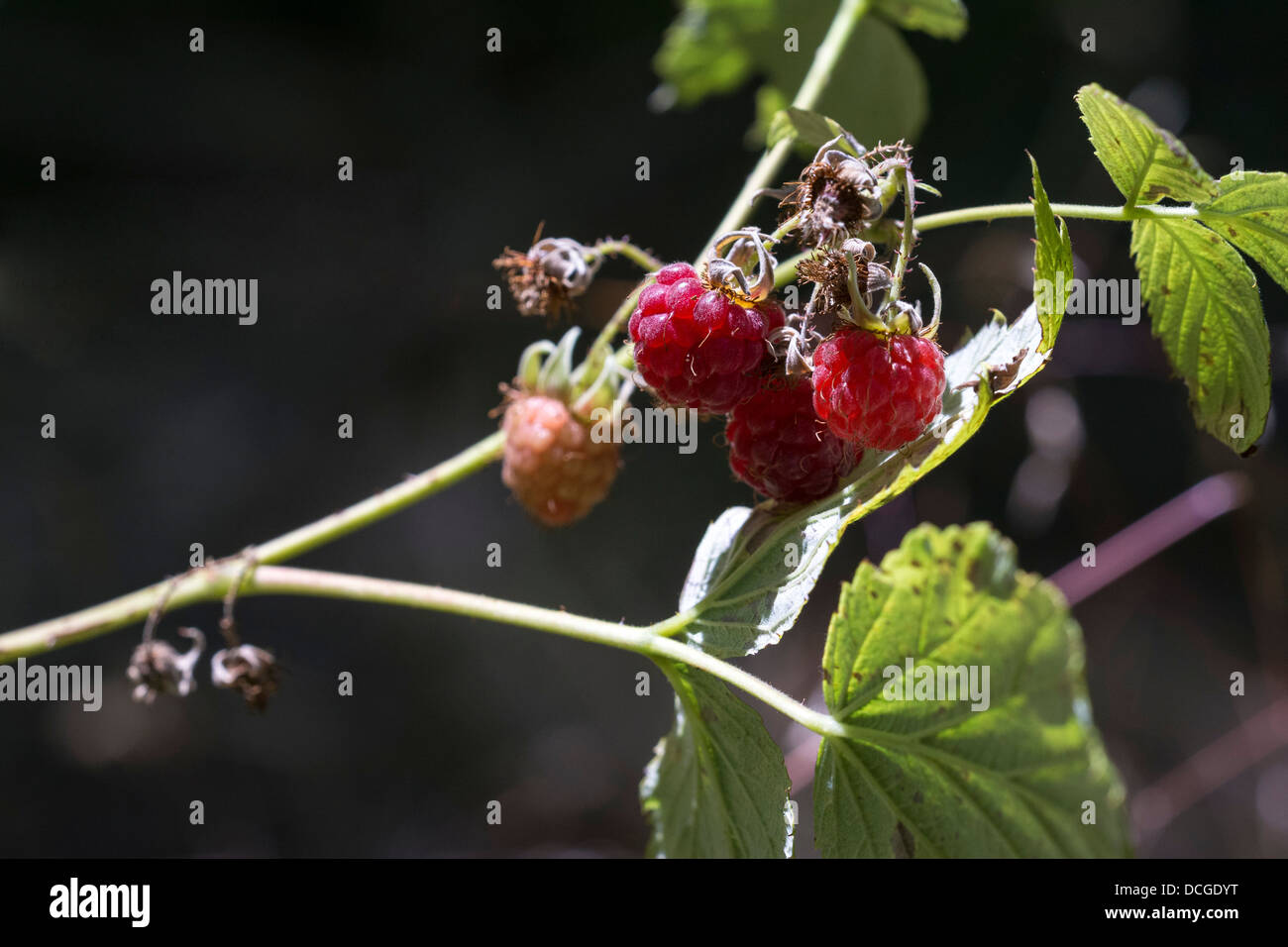 Purple raspberries hi-res stock photography and images - Alamy