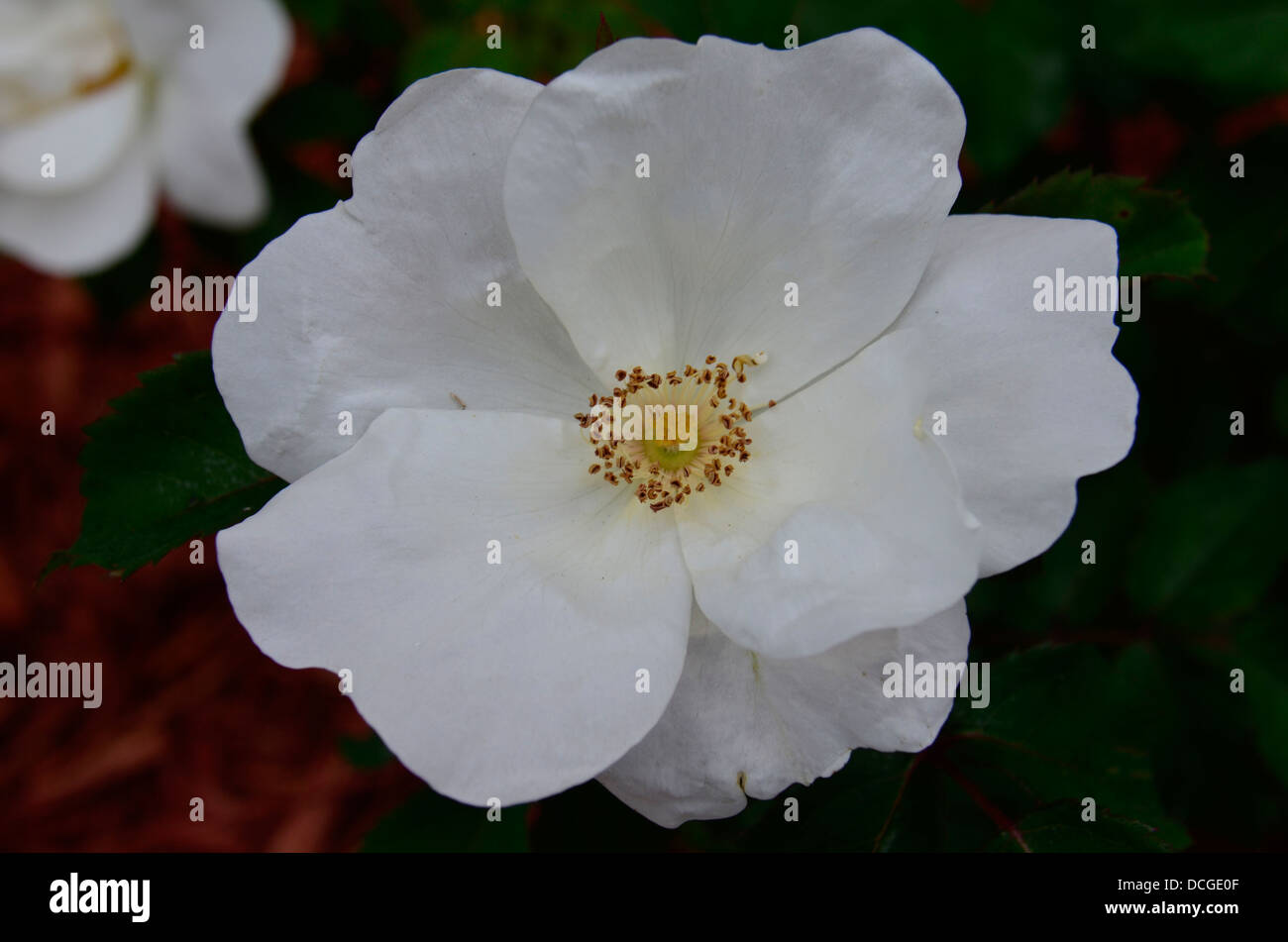 Rose (Sp. Rosa Stock Photo - Alamy