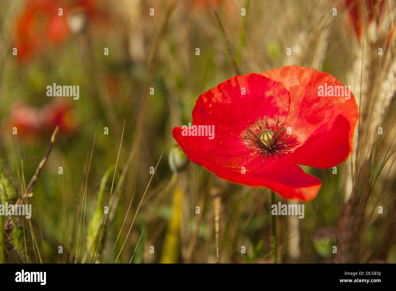 Poppies and wild flowers hi-res stock photography and images - Alamy