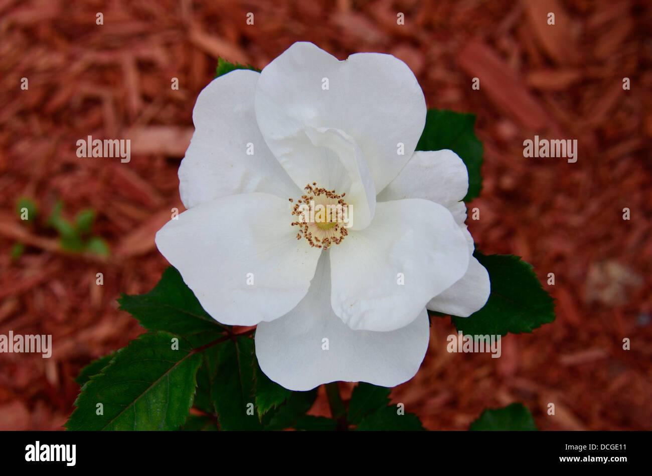 Rose thorns rosa sp hi-res stock photography and images - Alamy