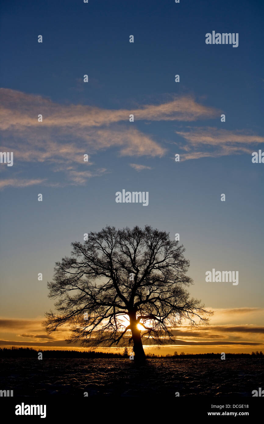 Tree in sundown Stock Photo - Alamy