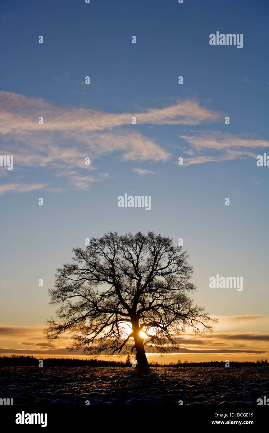 Tree in backlight Stock Photo - Alamy
