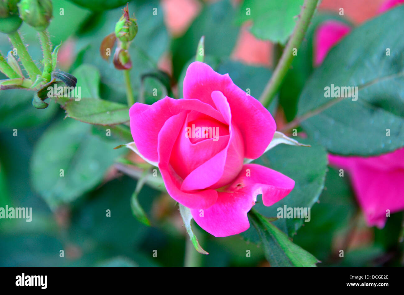 Rose sp hi-res stock photography and images - Alamy