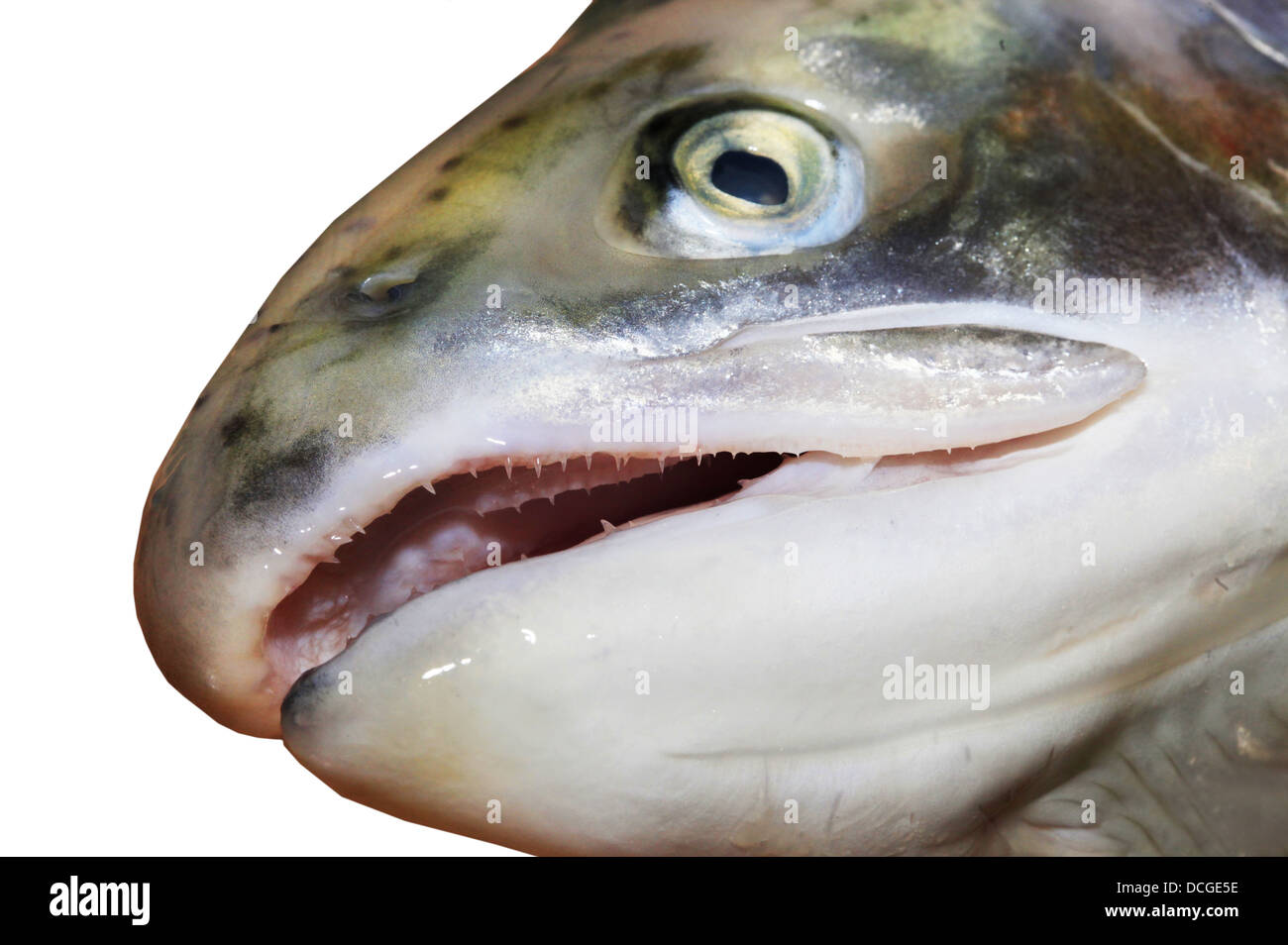Head of a salmon Stock Photo - Alamy