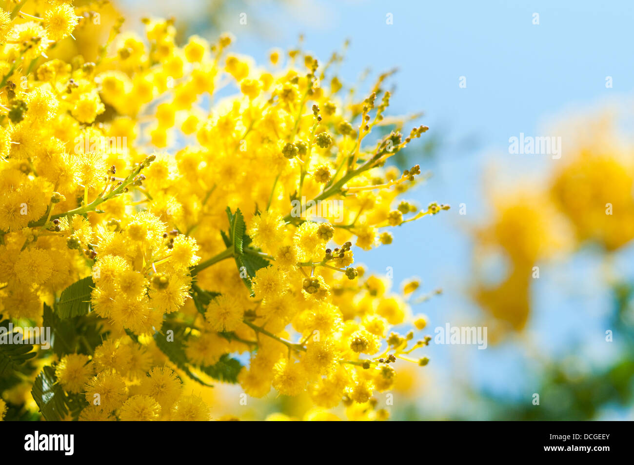 Mimosa park hi-res stock photography and images - Alamy