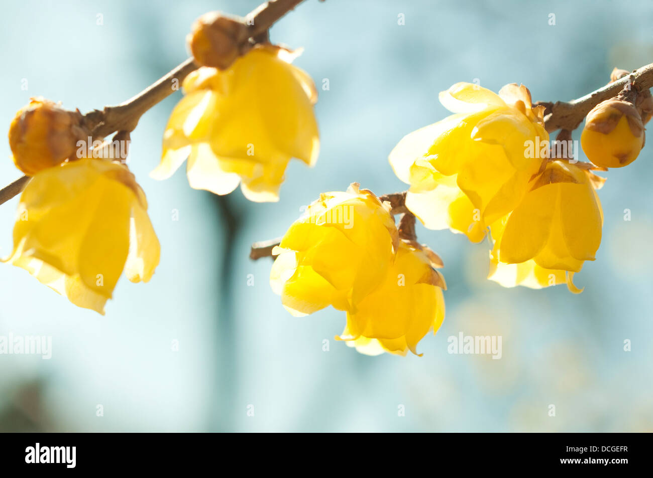 Wintersweet Tree High Resolution Stock Photography and Images - Alamy