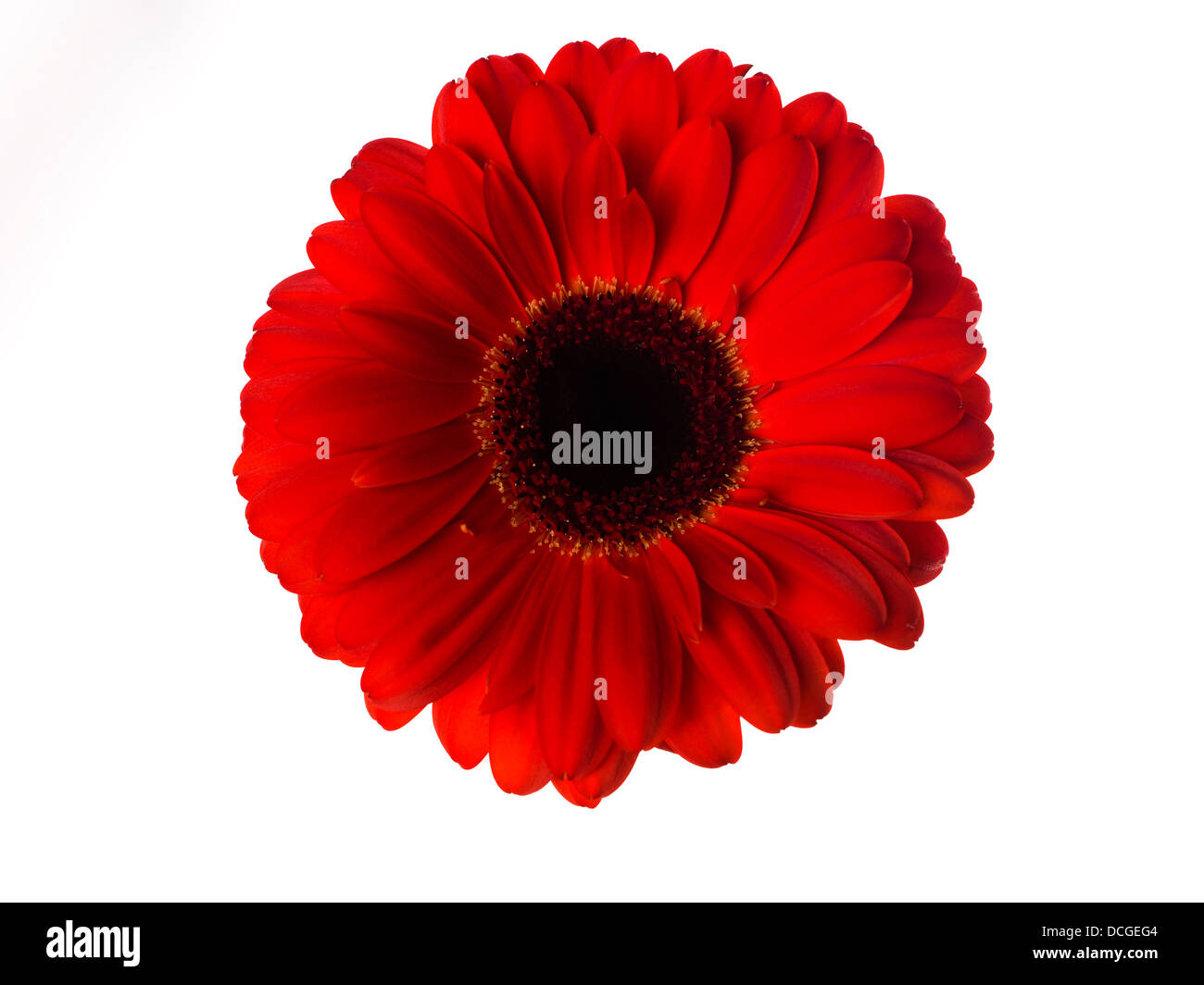 Daisy form flower Cut Out Stock Images & Pictures - Alamy