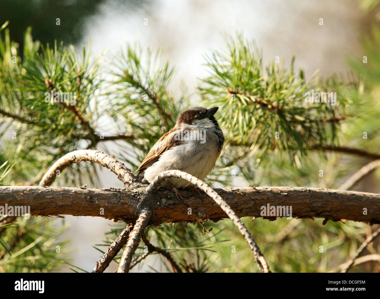 Sparrow in pine tree hi-res stock photography and images - Alamy
