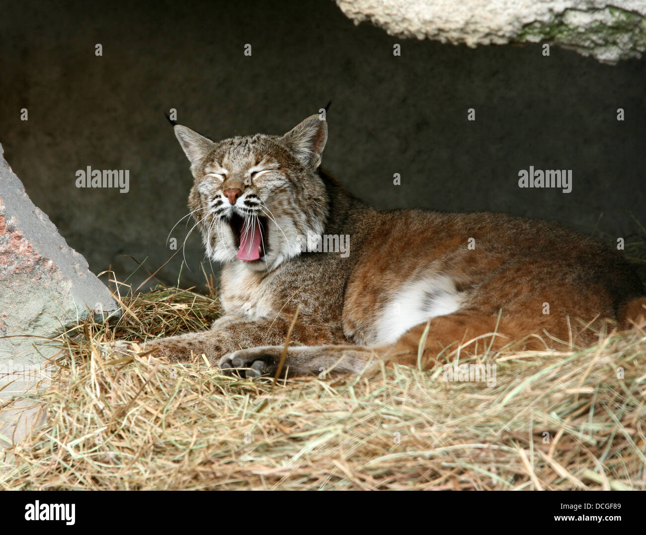 Yawning animal hi-res stock photography and images - Alamy