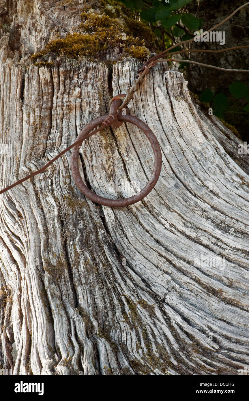 Boat mooring ring on tree stump Stock Photo - Alamy
