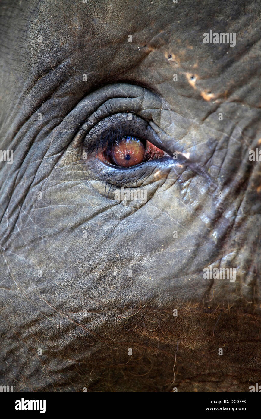 Eye of the elephant Stock Photo - Alamy