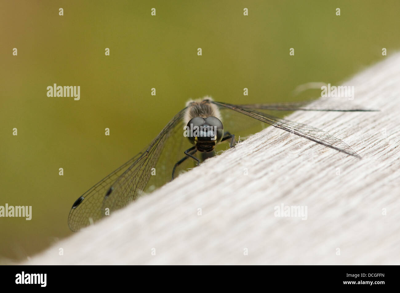 Scottish dragonfly hi-res stock photography and images - Alamy