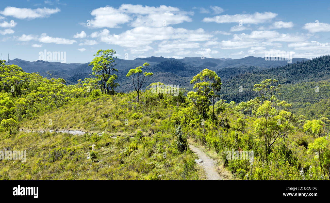 tasmania rain forest Stock Photo - Alamy