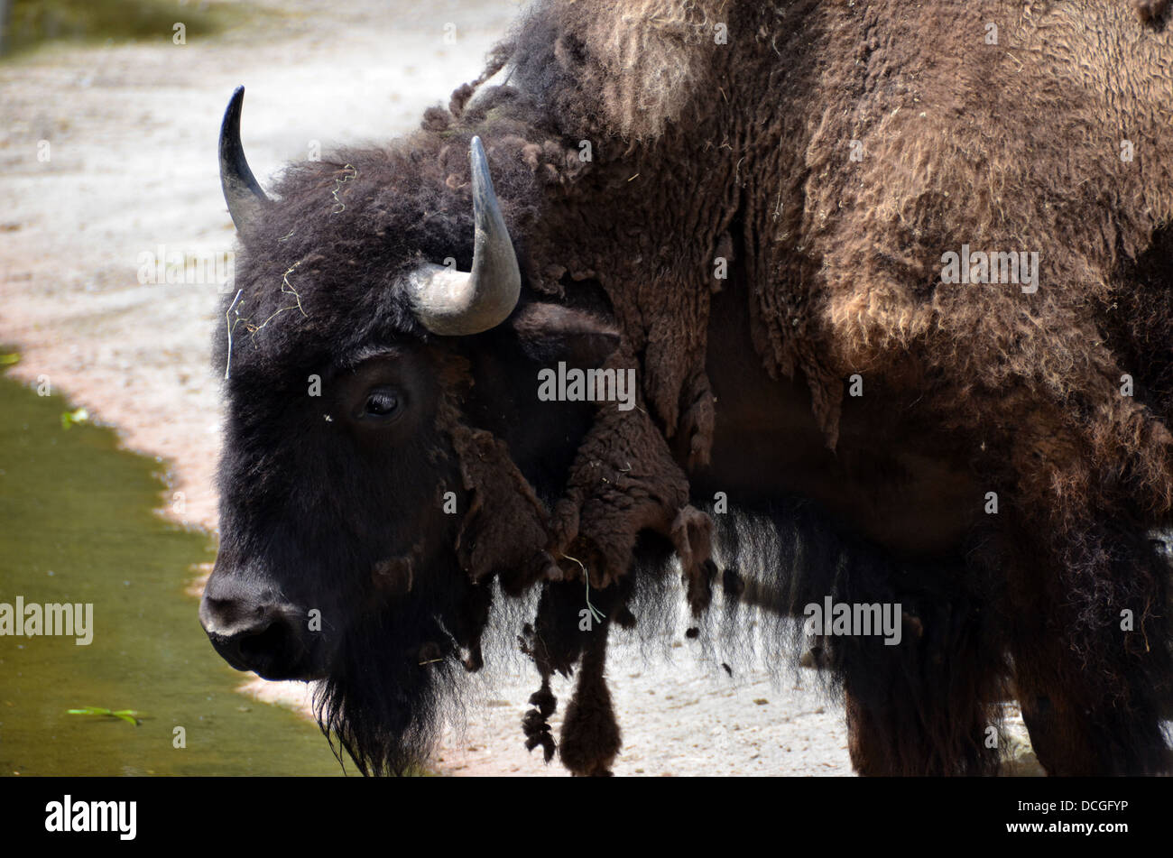 A buffalo at the zoo in Antwerp Stock Photo - Alamy