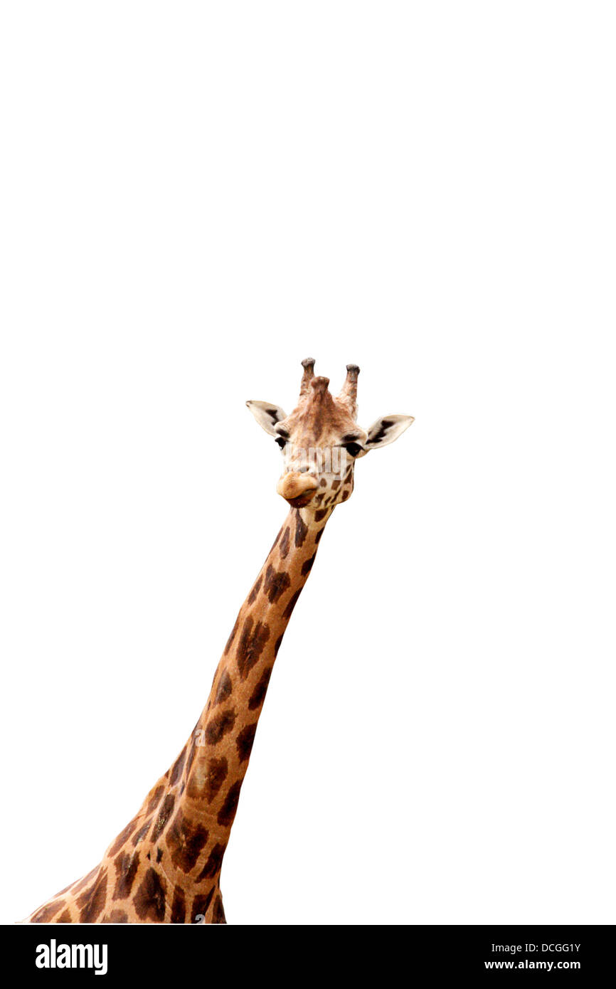Giraffe high Cut Out Stock Images & Pictures - Alamy