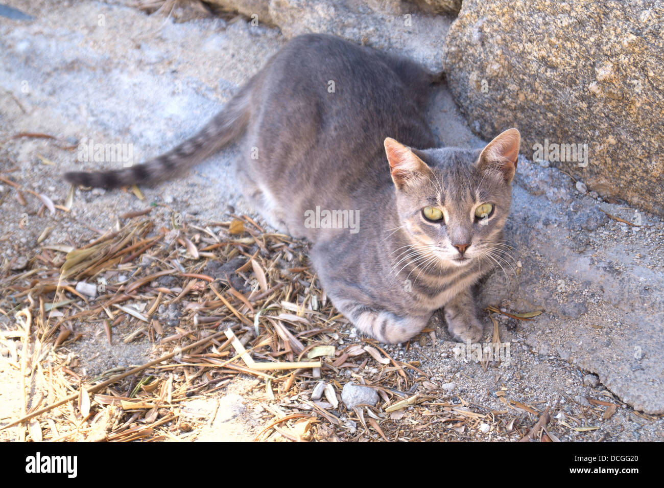 Grey stones hi-res stock photography and images - Alamy