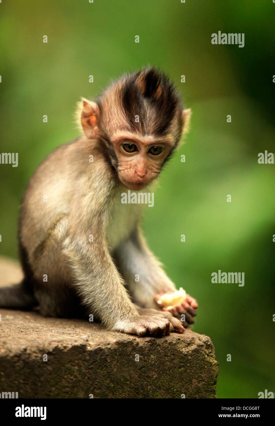 Child of monkeys Stock Photo - Alamy
