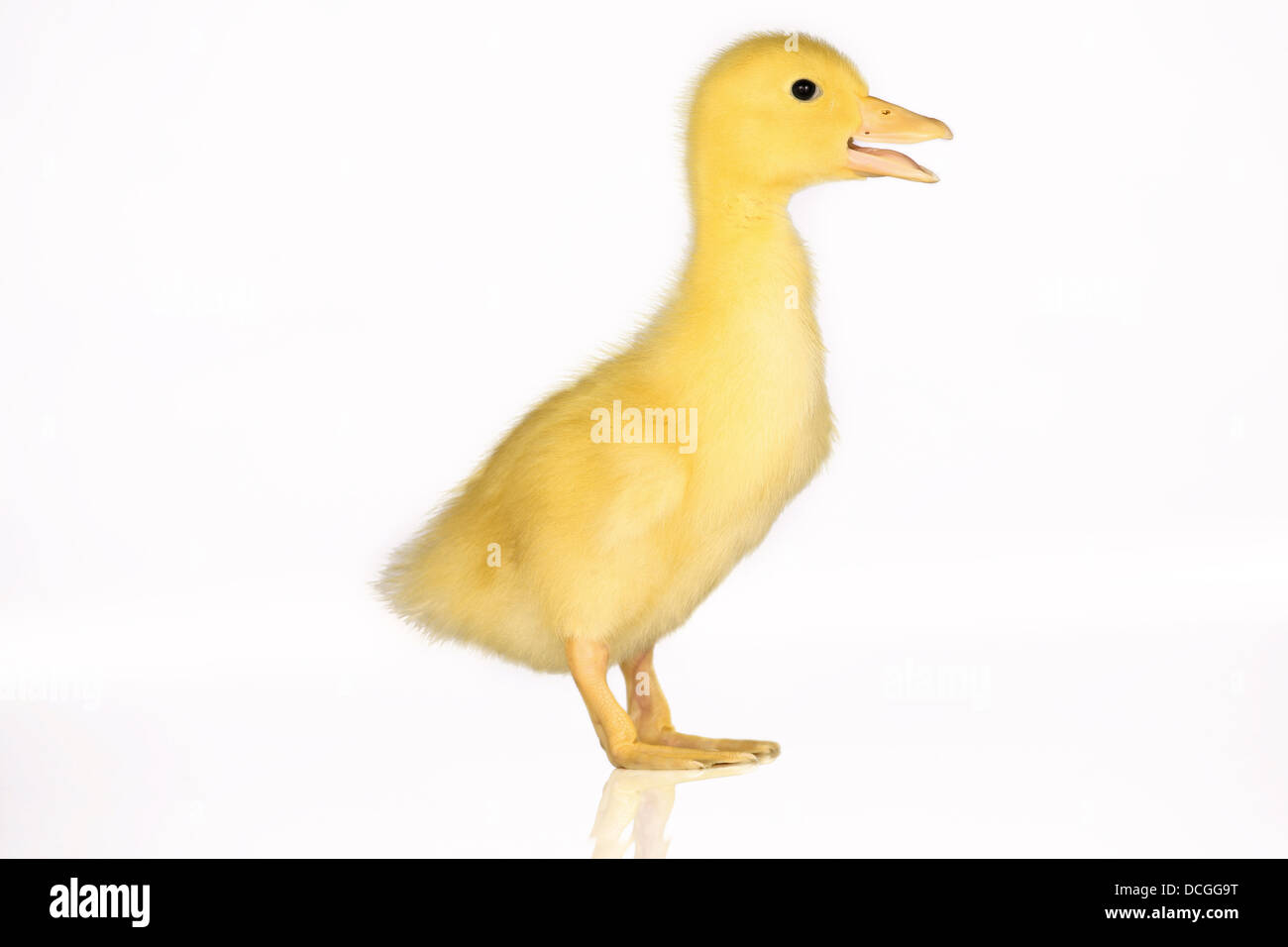 Cute yellow duckling Stock Photo - Alamy