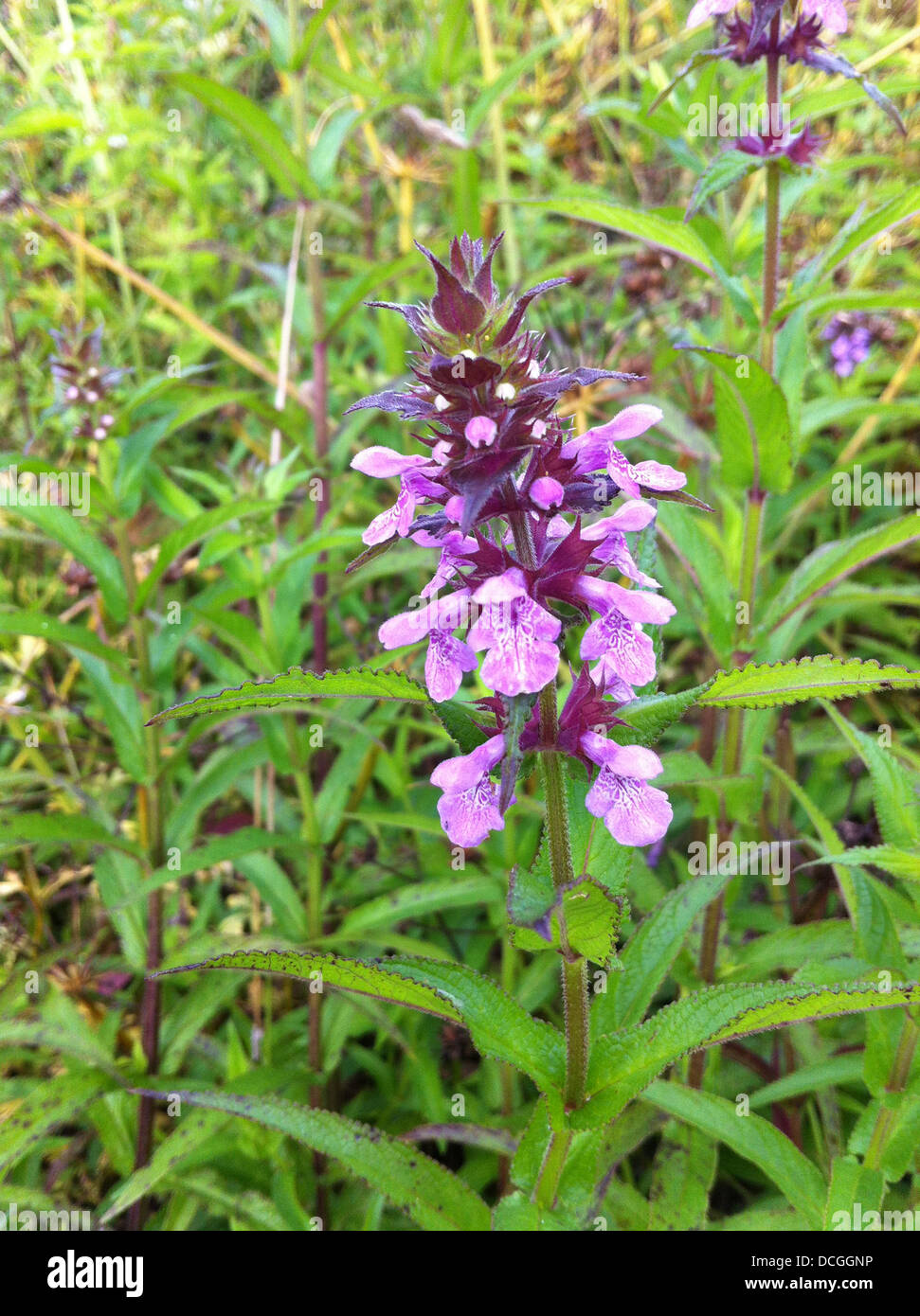 MARSH WOUNDWORT Stachys palustris in August by riverside at Dorney ...