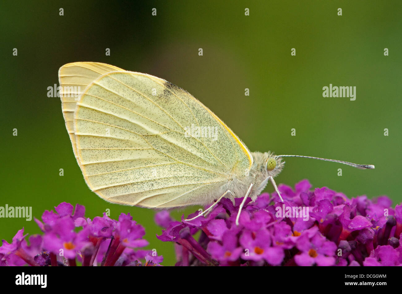 Large White Butterfly on Buddleia Stock Photo - Alamy