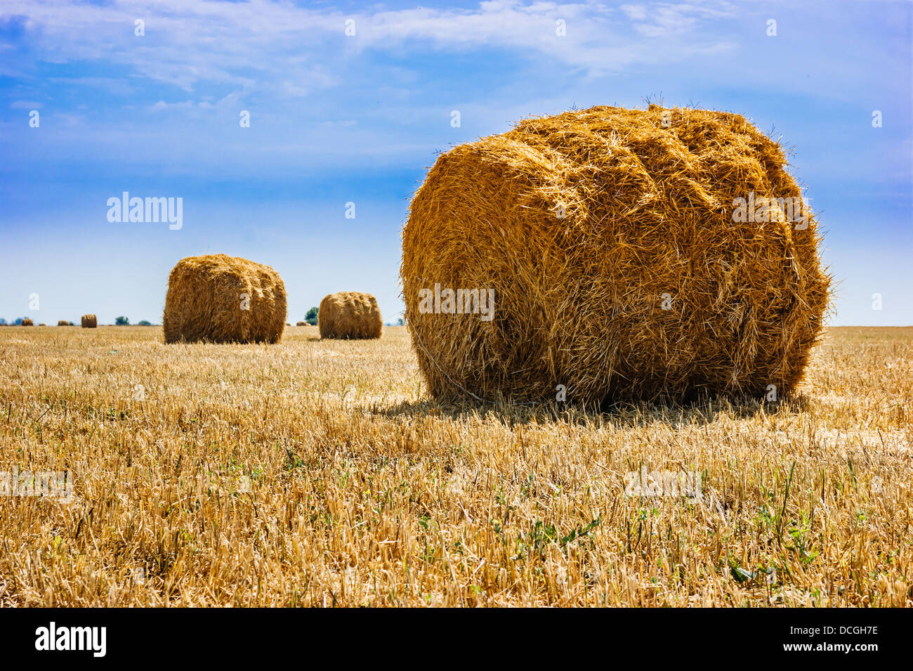 The smell of a field of wheat hi-res stock photography and images - Alamy
