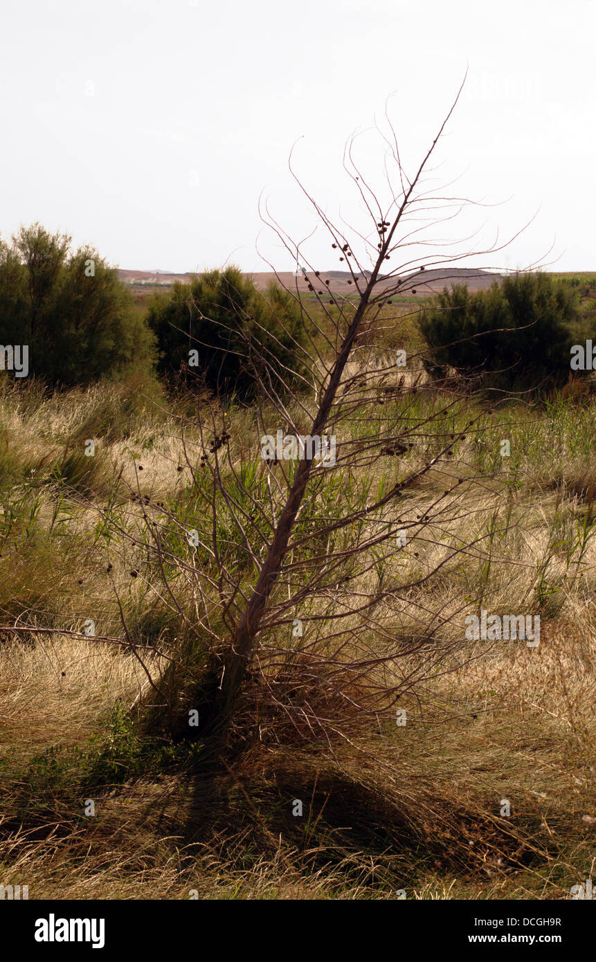 Dry vegetation spain hi-res stock photography and images - Alamy