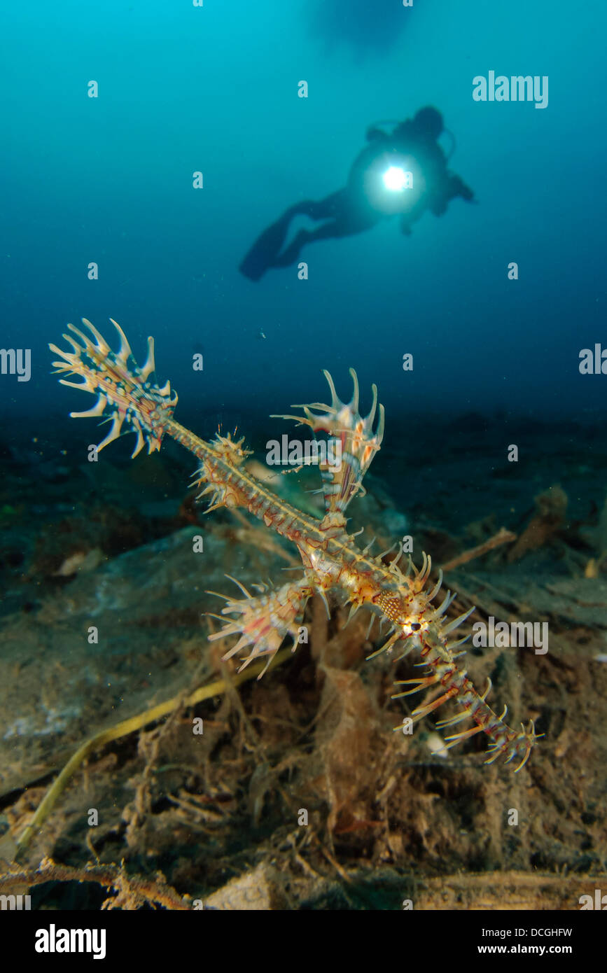 Harlequin ghost pipefish underwater photography hi-res stock ...