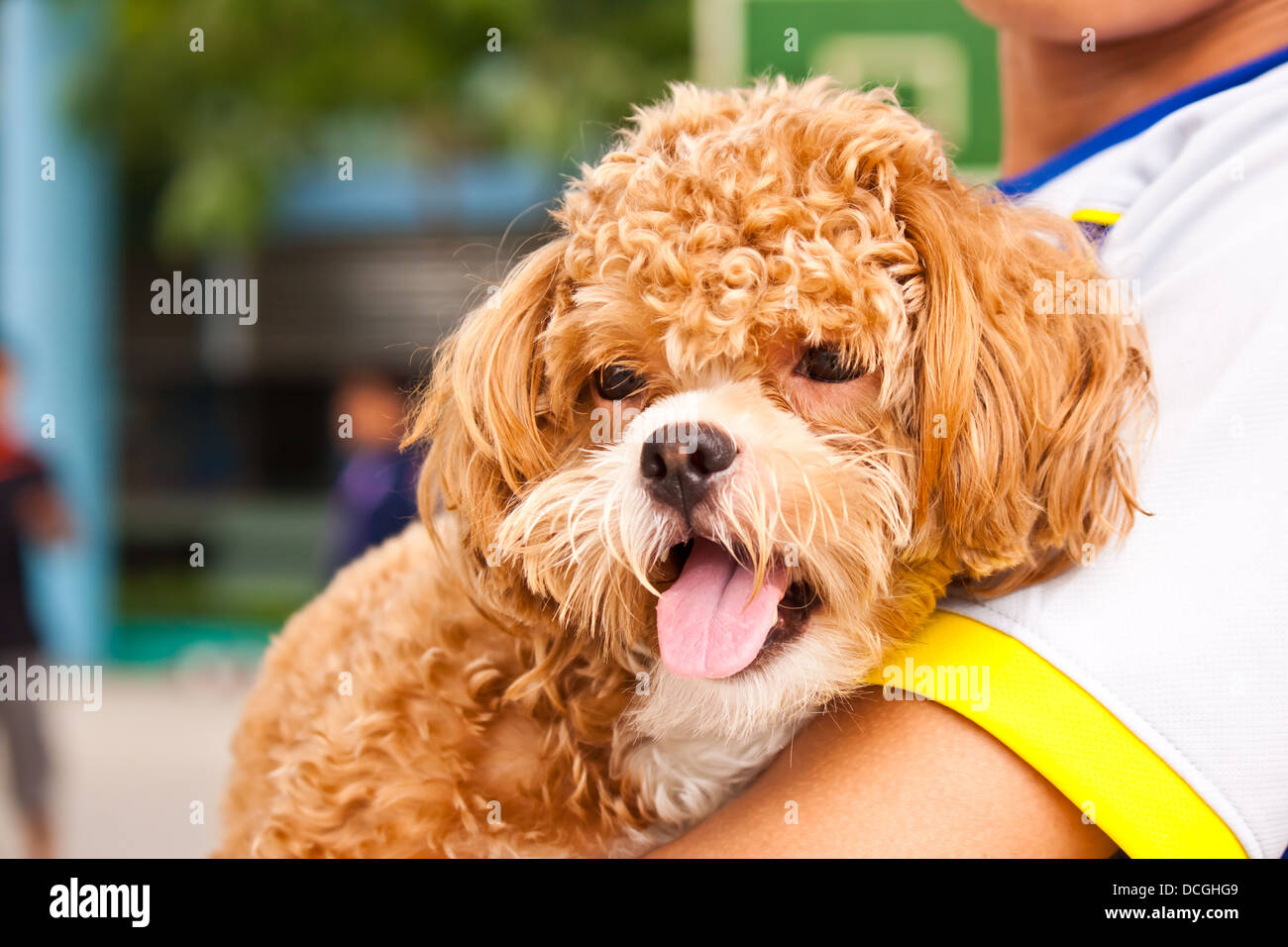 Lovely dog hi-res stock photography and images - Alamy