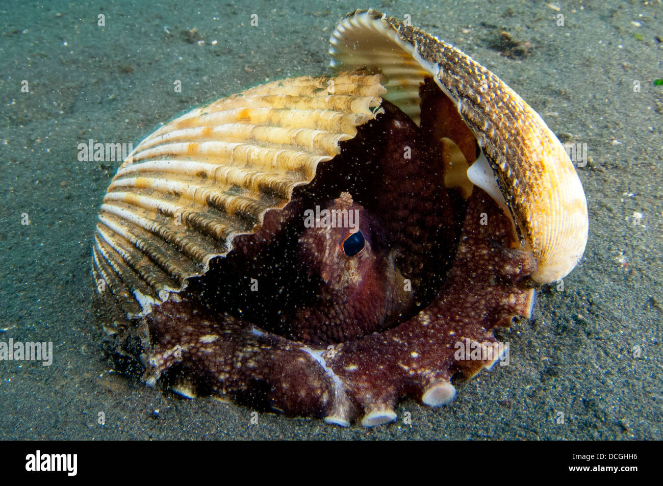 Octopus coconut shell hi-res stock photography and images - Alamy