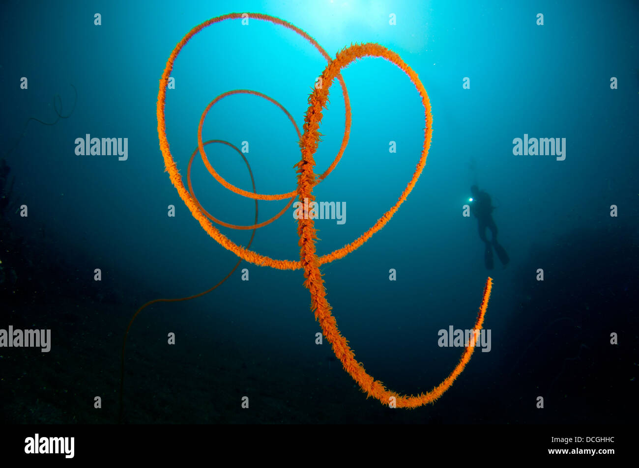 An orange wire coral (Stichopathes sp.), with diver in background ...