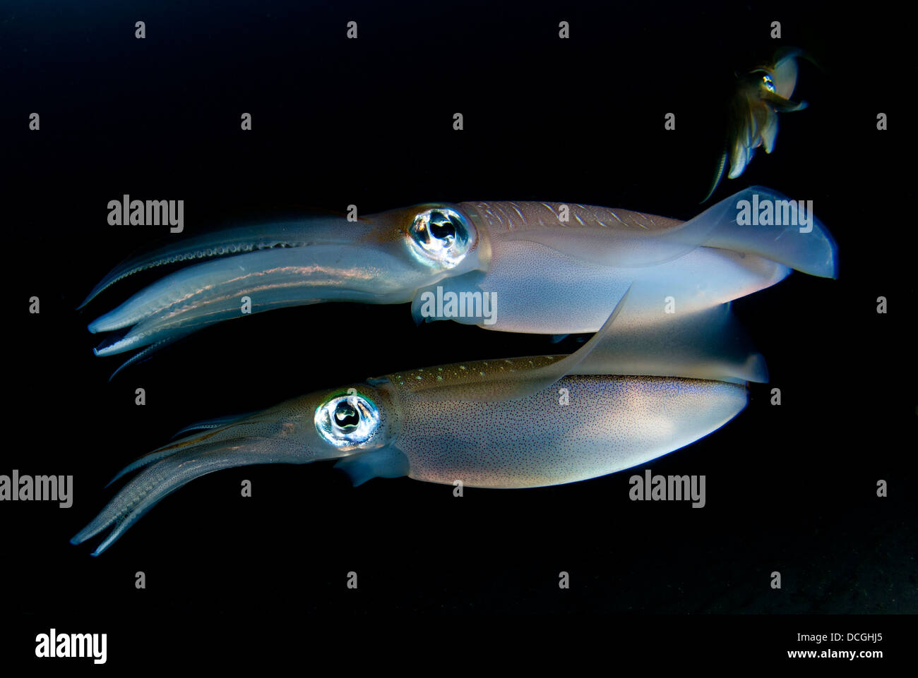 Longfin inshore squid hi-res stock photography and images - Alamy