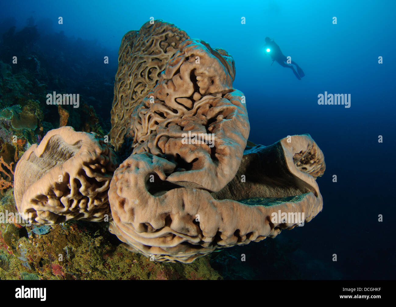 The Salvador Dali sponge with intricate swirling surface pattern ...