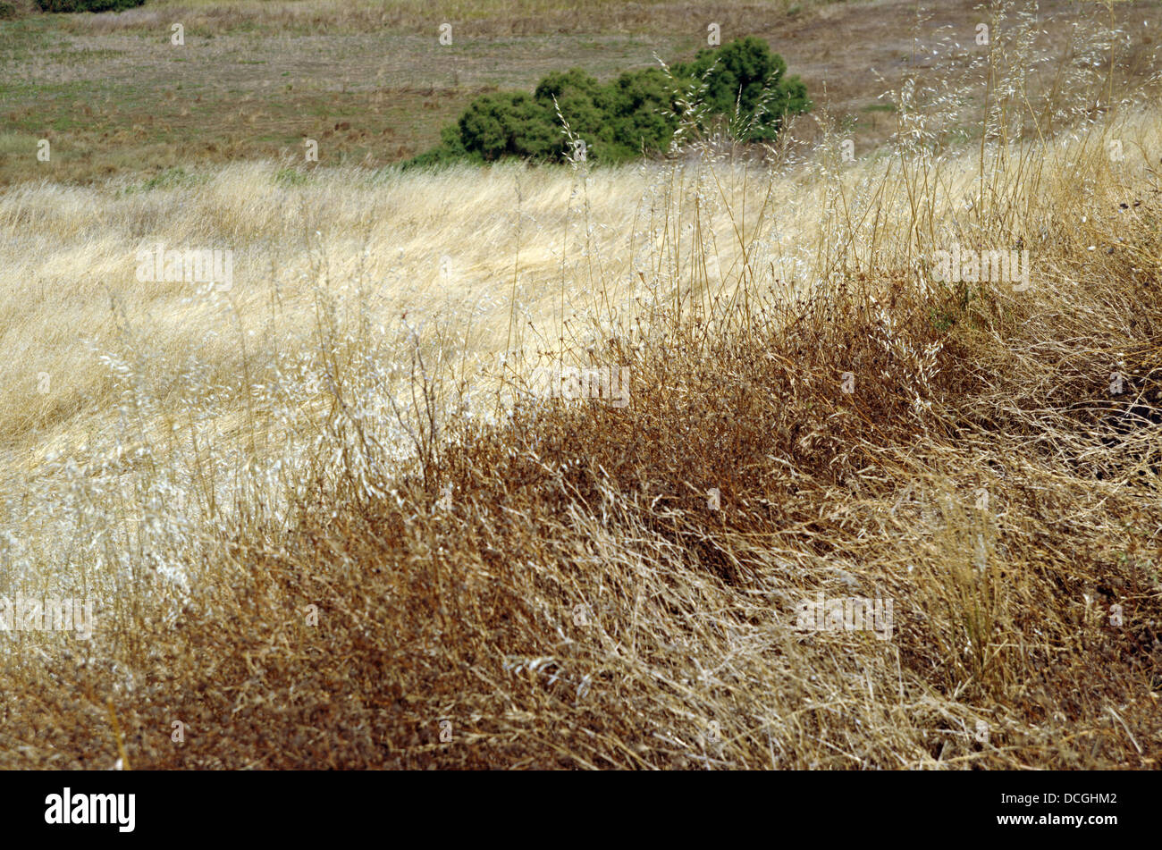Dry vegetation spain hi-res stock photography and images - Alamy