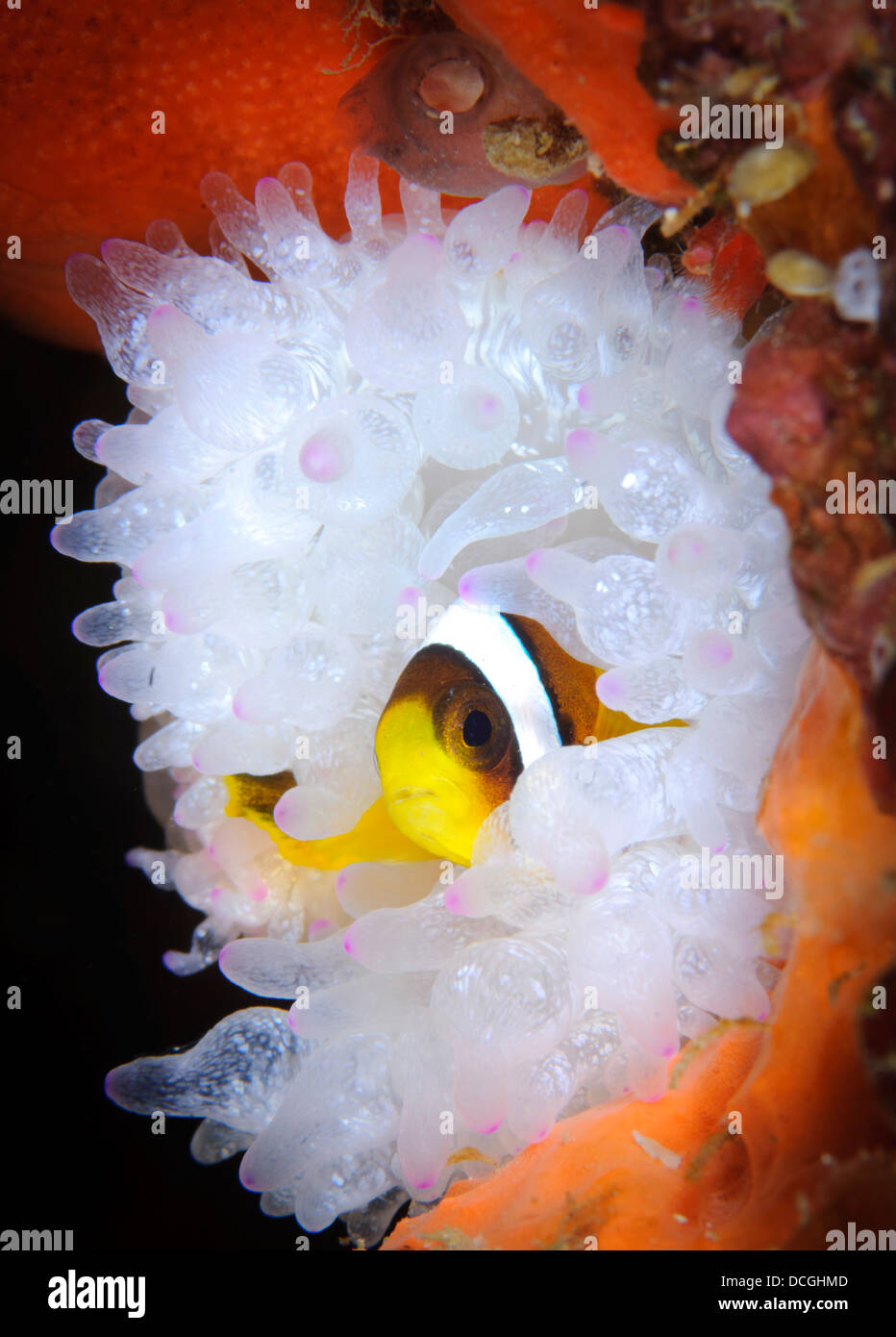 Clark's anemonefish (Amphiprion clarkii) in white anemone, Gorontalo ...