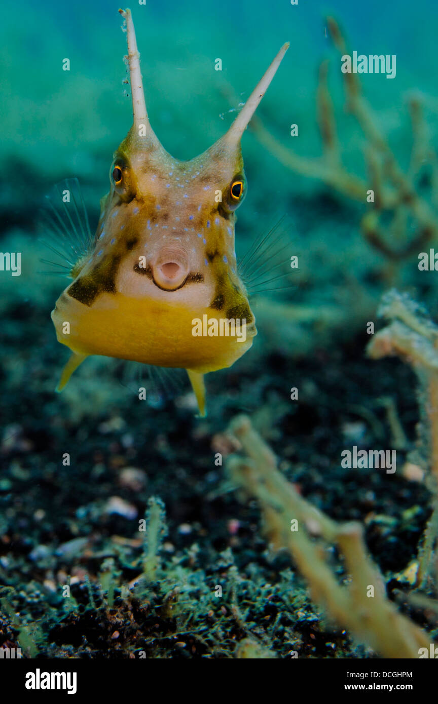 Lactoria cornuta longhorn cowfish hi-res stock photography and images ...