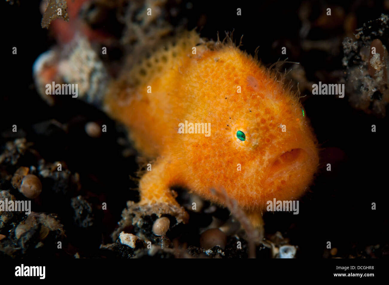 Baby Frogfish