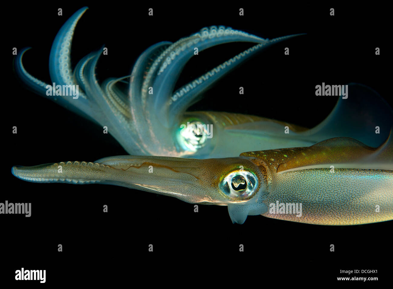 Longfin inshore squid hi-res stock photography and images - Alamy