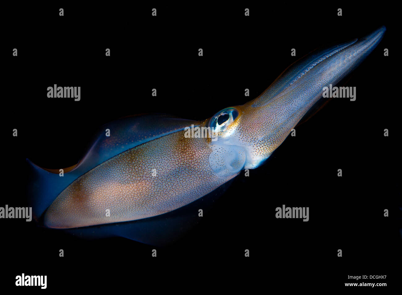 Longfin inshore squid hi-res stock photography and images - Alamy