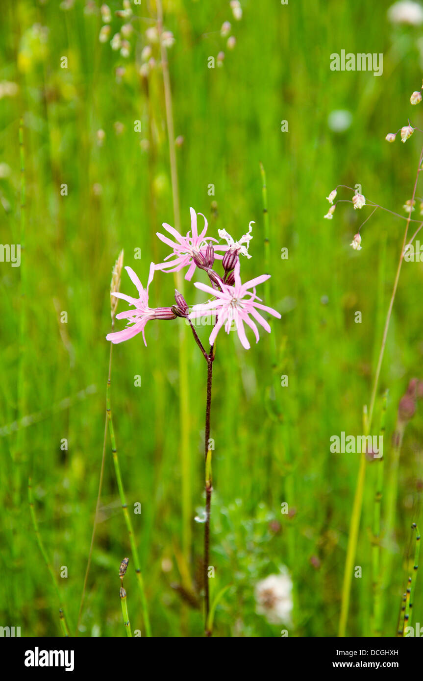 Ragged Robin Lychnis flos-cuculi Kenfig National Nature Reserve ...