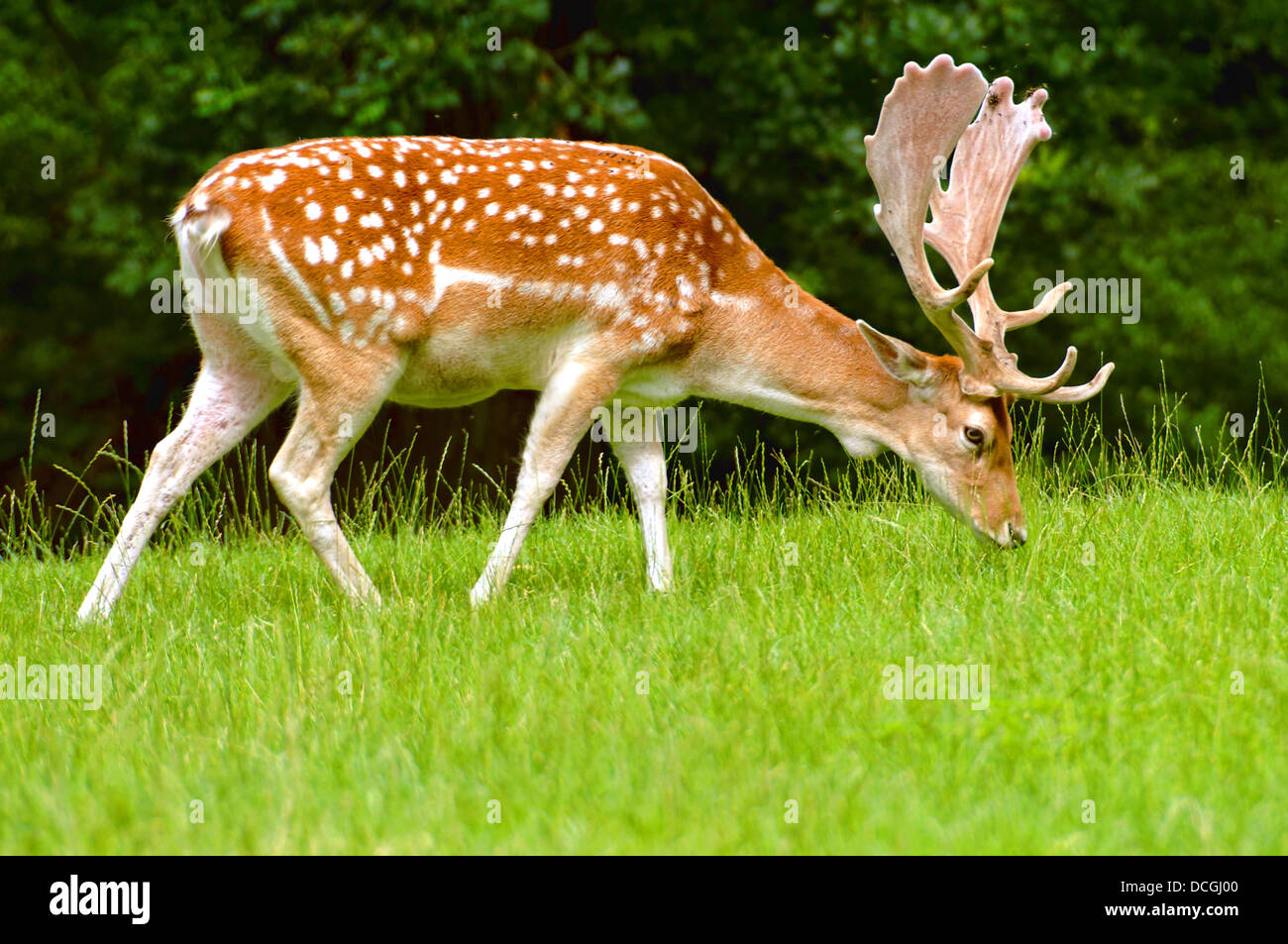 Buck Fallow Deer grazing in pasture Stock Photo - Alamy