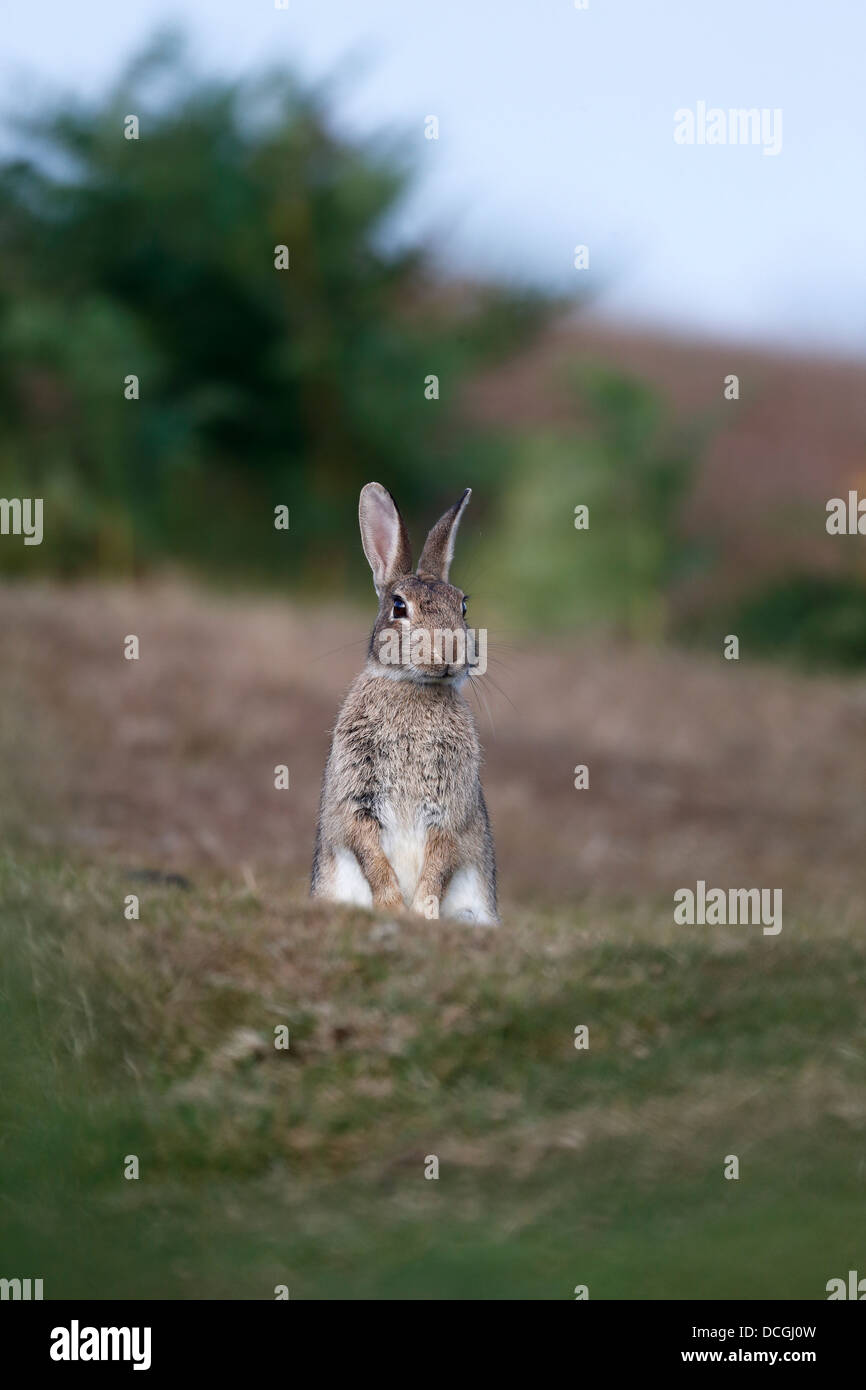 August rabbit hi-res stock photography and images - Alamy