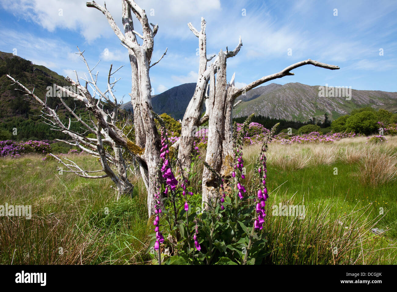 Blooming Foxglove Wildflower; Lauragh, County Kerry, Ireland Stock ...