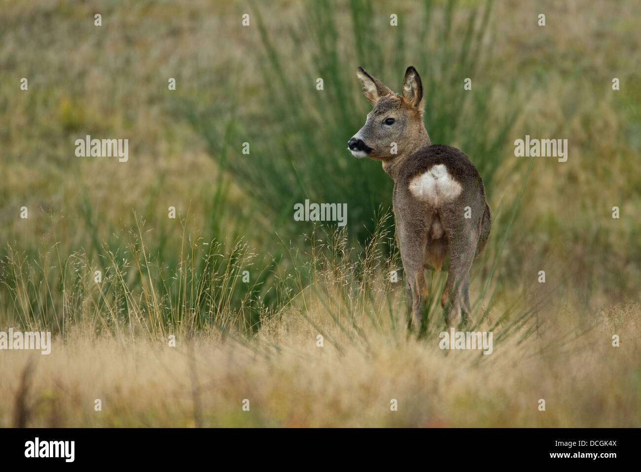 Roe deer (Capreolus capreolus Stock Photo - Alamy