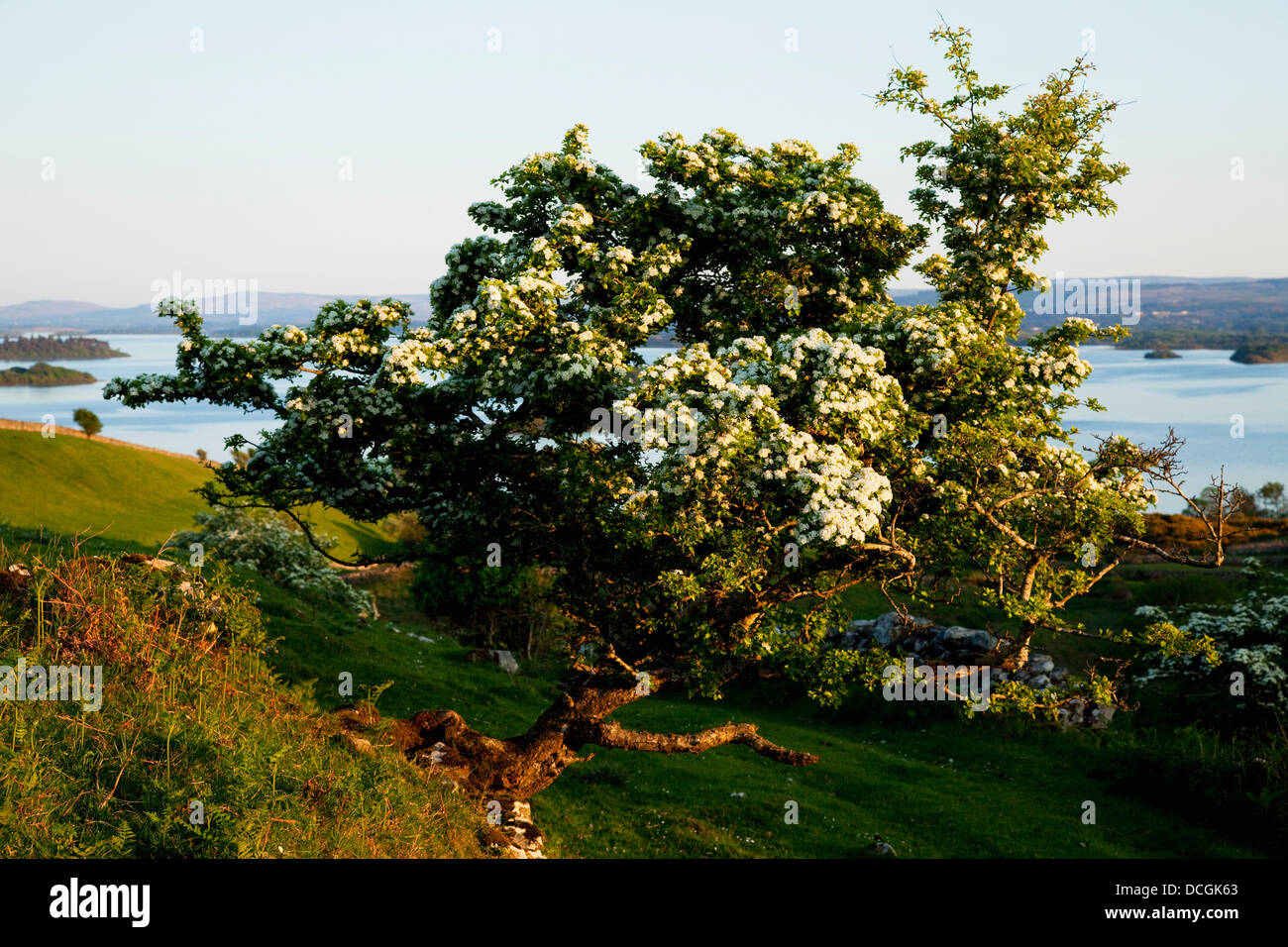 Flowering Tree By Lough Corrib; Cong, County Mayo, Ireland Stock Photo ...