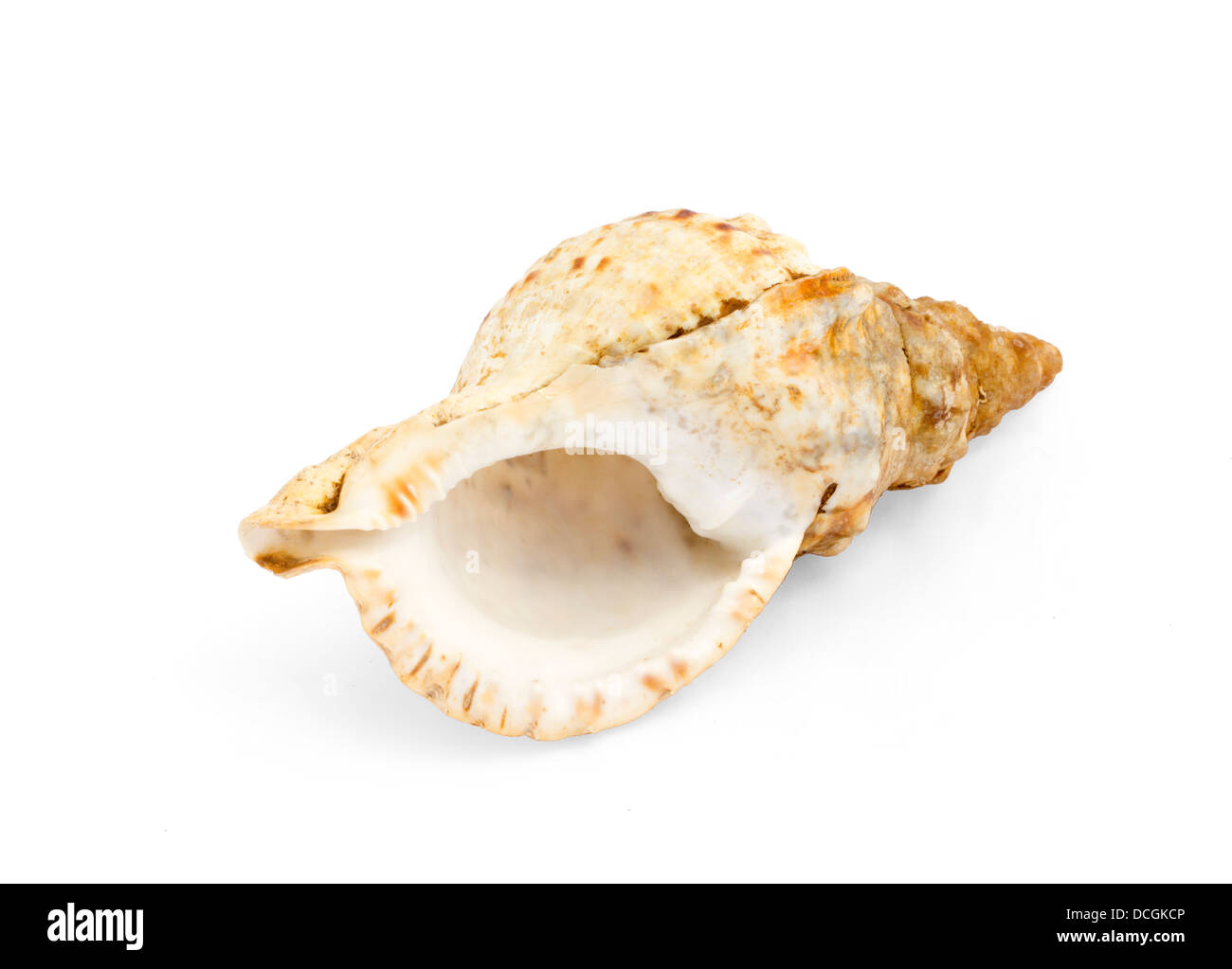 Winkle shell hi-res stock photography and images - Alamy