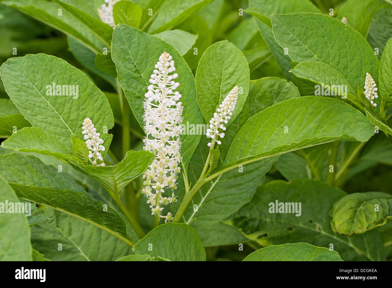 Indian poke, Indian pokeweed, Asiatische Kermesbeere, Essbare ...