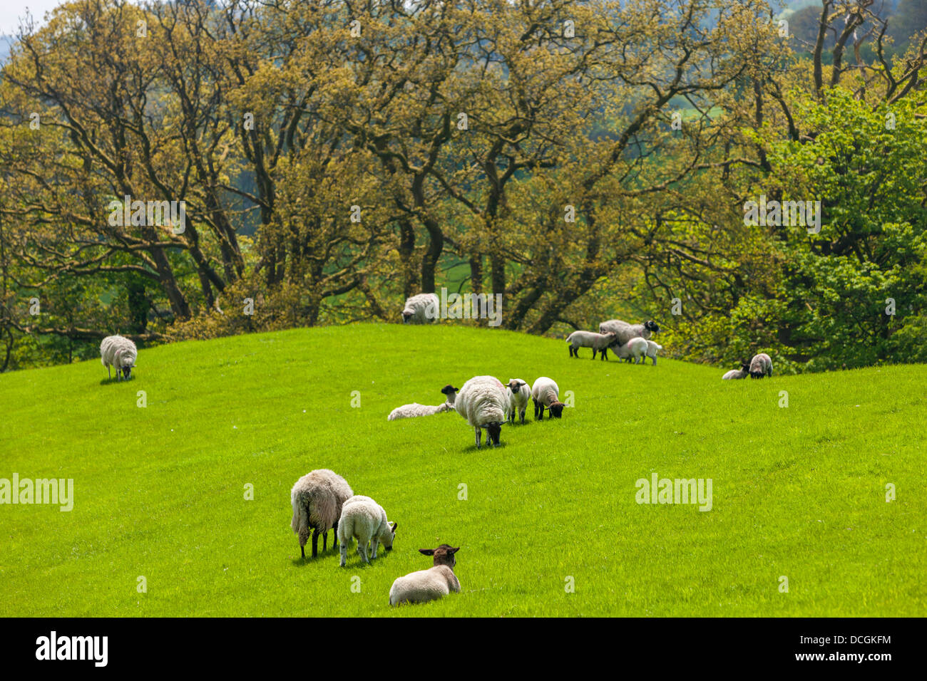 Cumbrian landscape near Hawkshead in the Lake District National Park ...