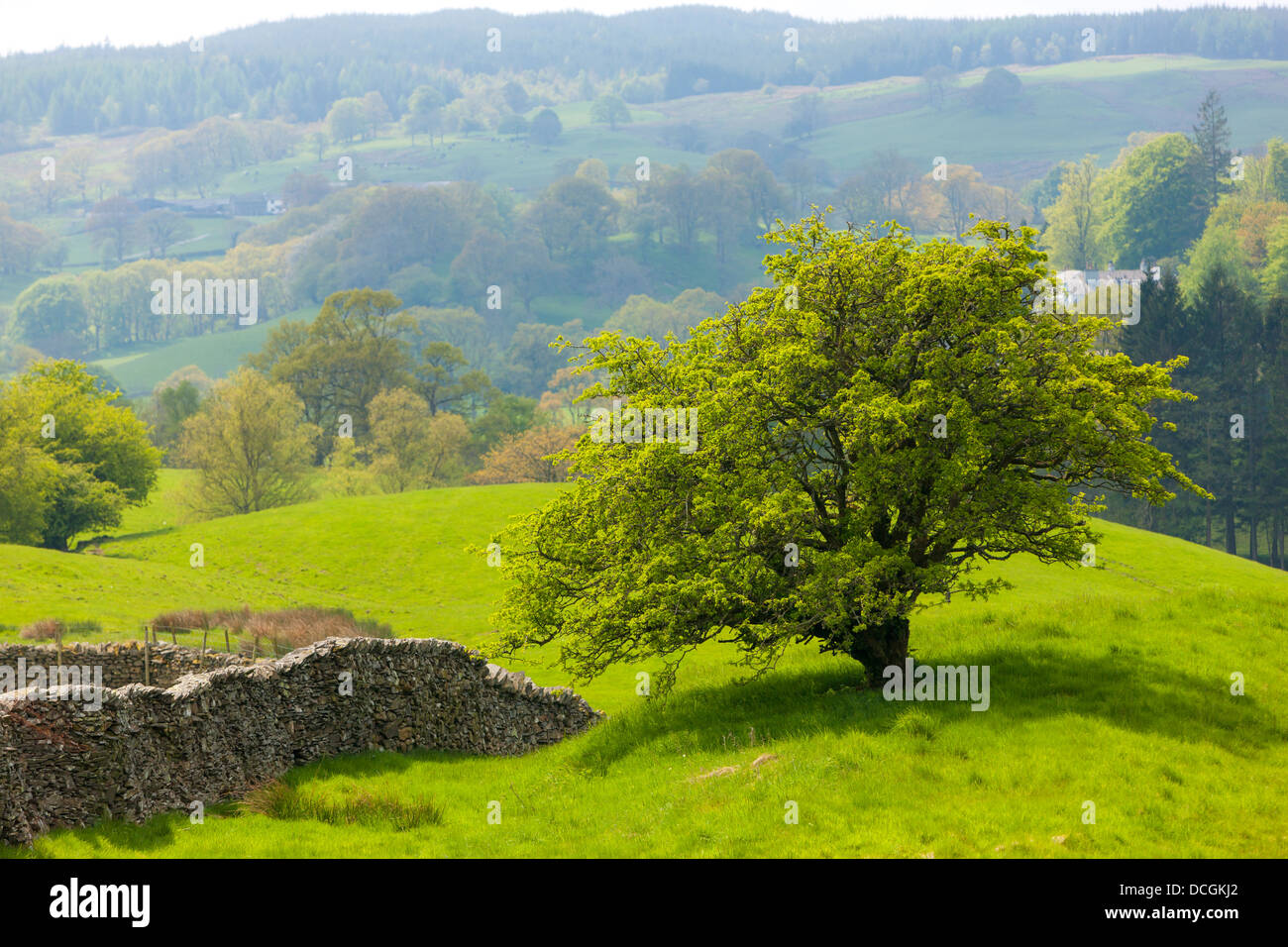 Cumbrian landscape near Hawkshead in the Lake District National Park ...