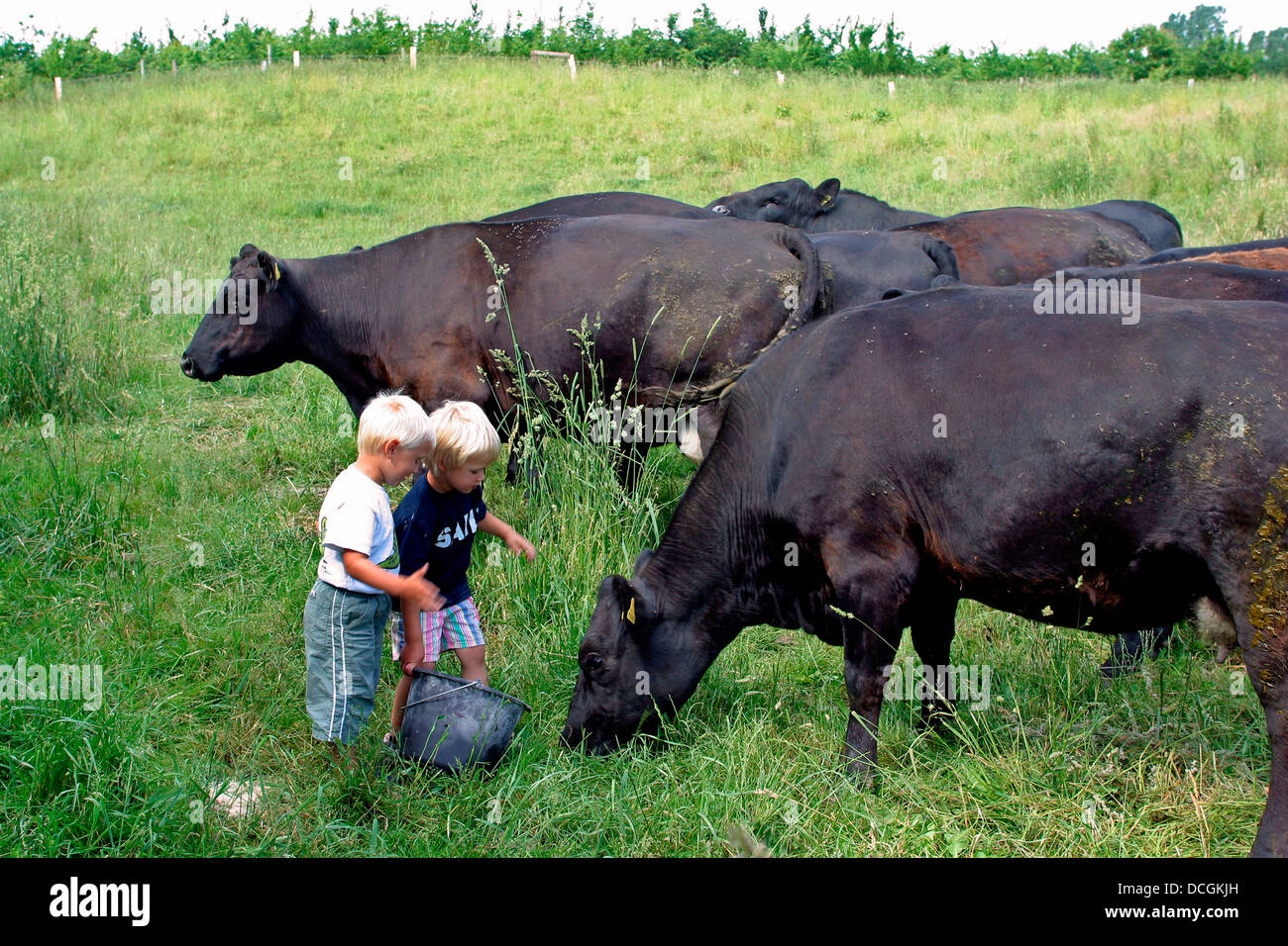 Children feed cattle, cow, cows, cattles, farmstead, farm, Kinder ...