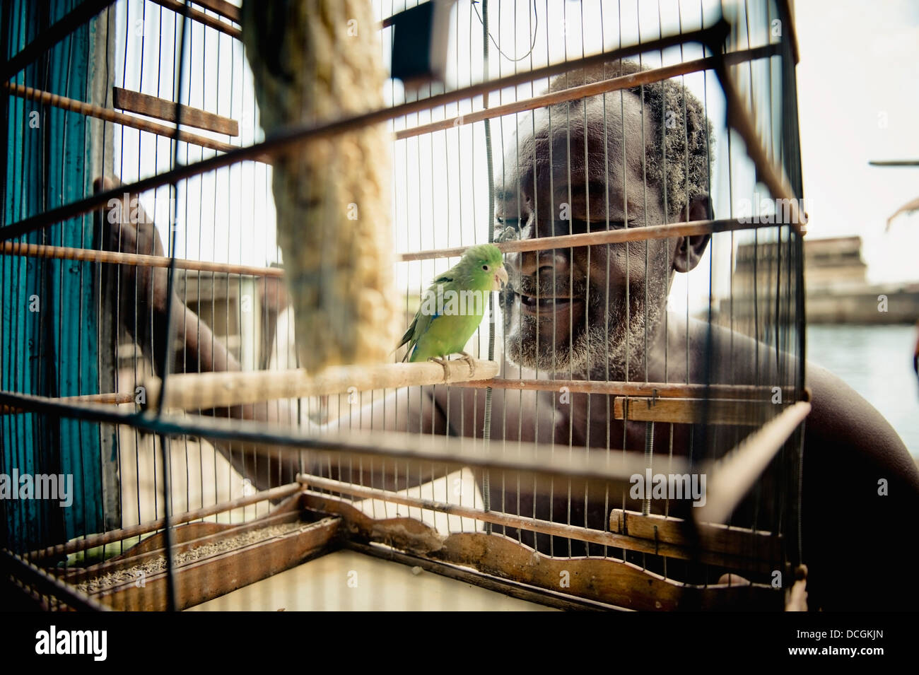 Man Looking At Parrot In Cage, Brazil Stock Photo - Alamy